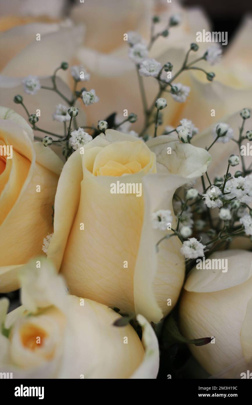 Beautiful bouquet of colorful fresh roses Stock Photo - Alamy