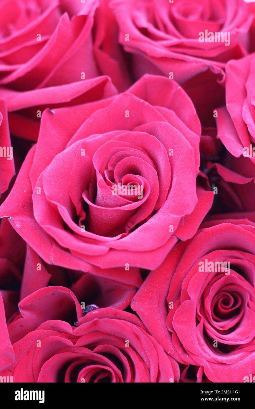 Beautiful bouquet of colorful fresh roses Stock Photo - Alamy