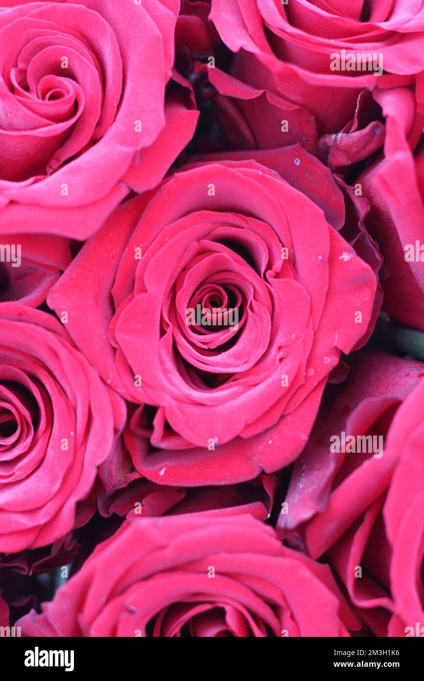 Beautiful bouquet of colorful fresh roses Stock Photo - Alamy