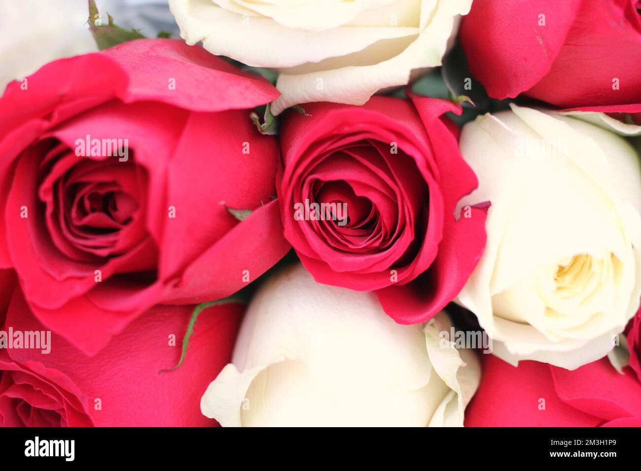 Beautiful bouquet of colorful fresh roses Stock Photo - Alamy