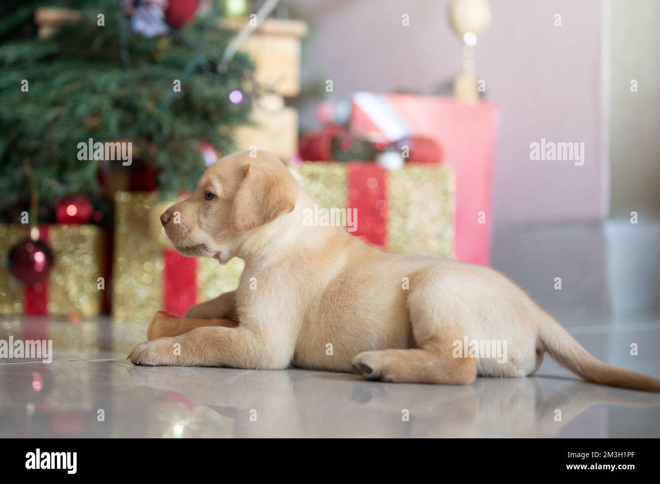 Labrador puppy as Christmas gift sit next to tree with lights Stock ...