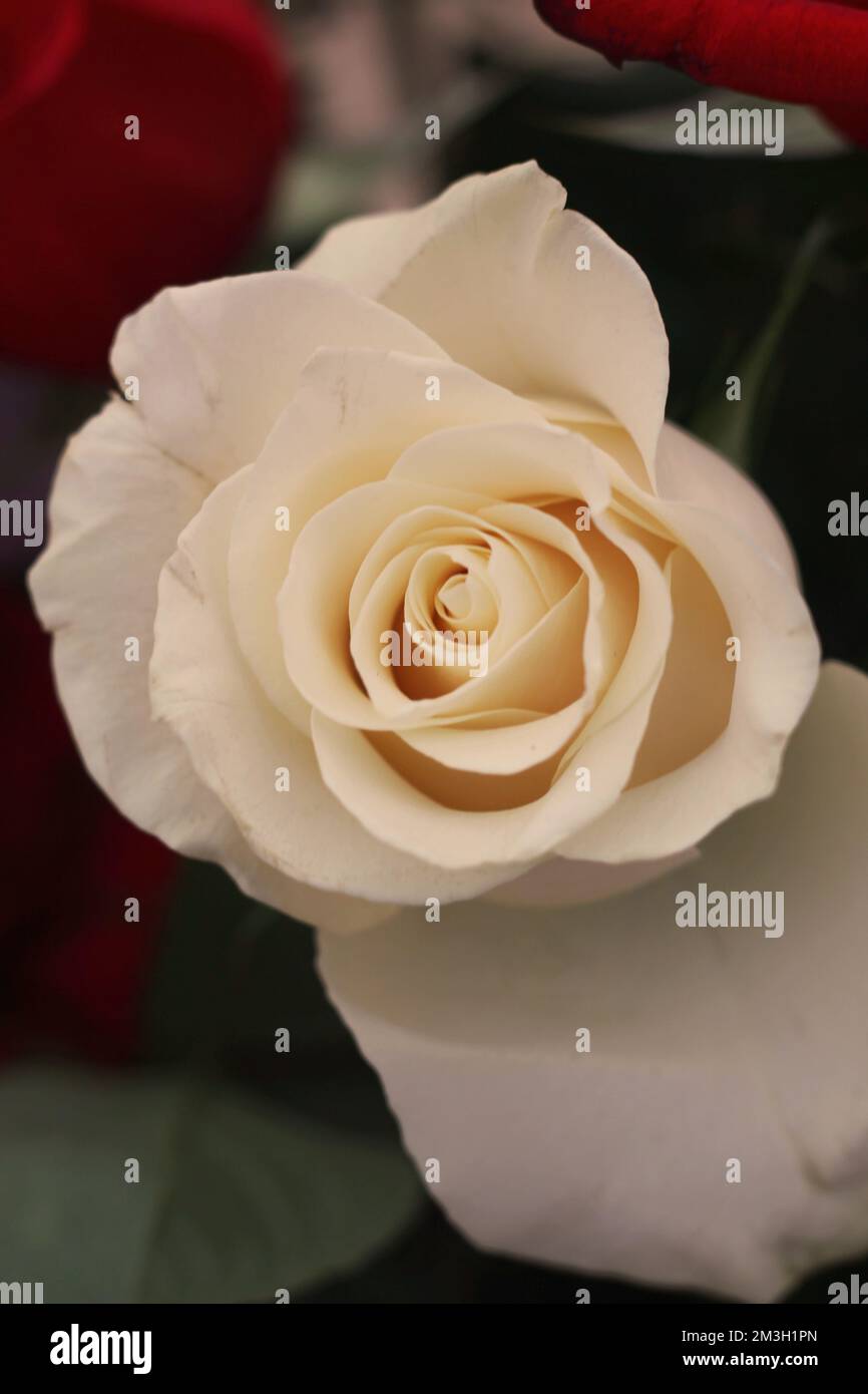 Beautiful bouquet of colorful fresh roses Stock Photo - Alamy