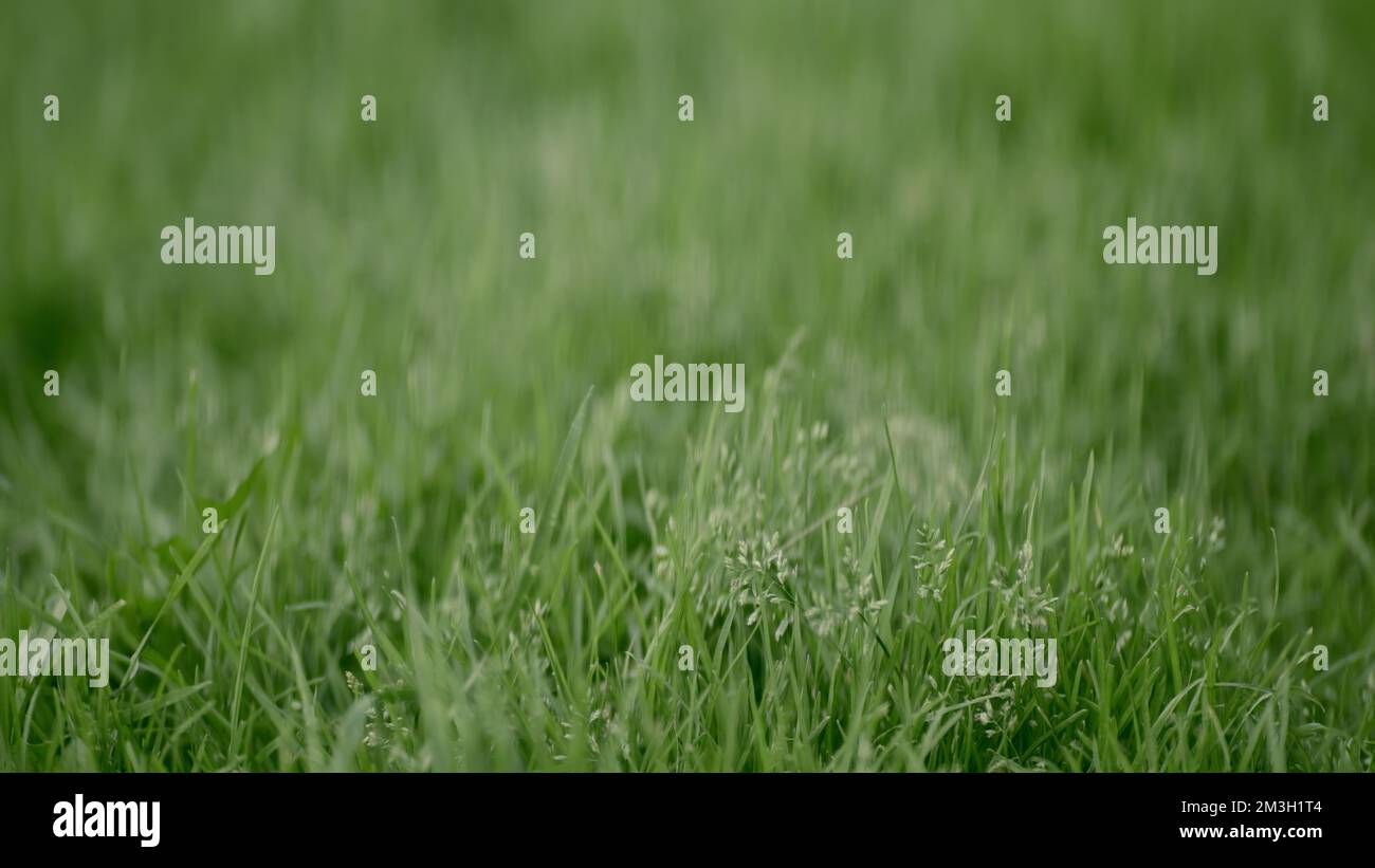 Bright green grass . Action . A bright landscape on a short green grass ...