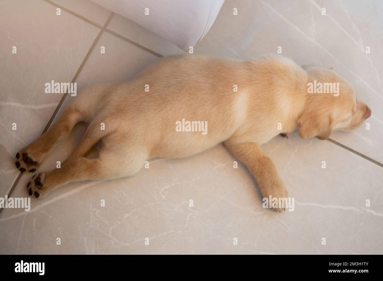 Tired sleeping labrador puppy dog above top view on home floor Stock ...