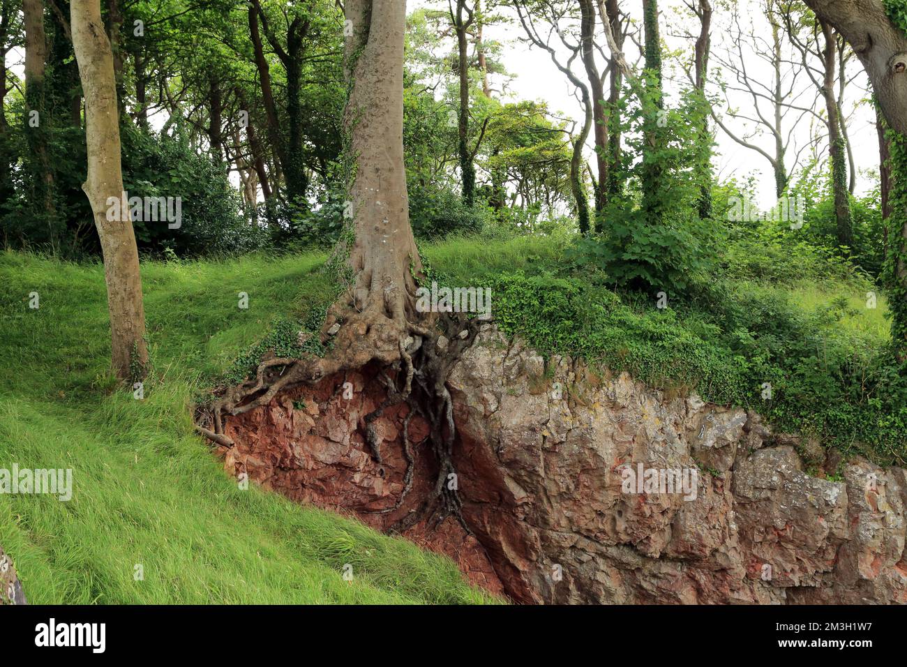 Tree with exposed roots due to erosion at Silverdale Cove, Silverdale ...