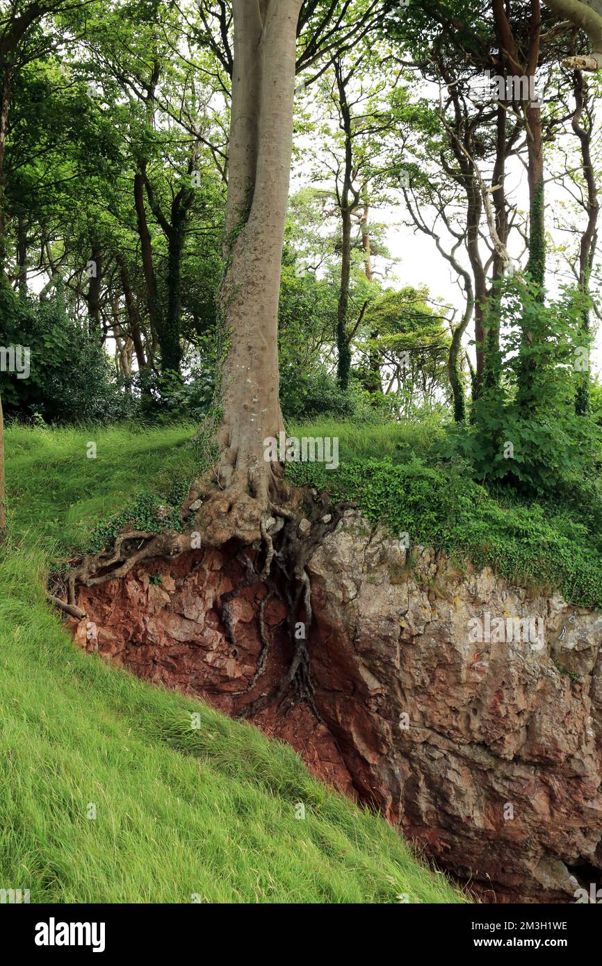Tree with exposed roots due to erosion at Silverdale Cove, Silverdale ...