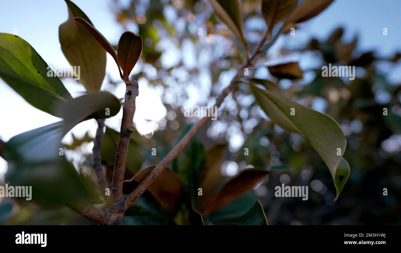 Seascape . Action .Bright tropical trees located next to the sea, which ...