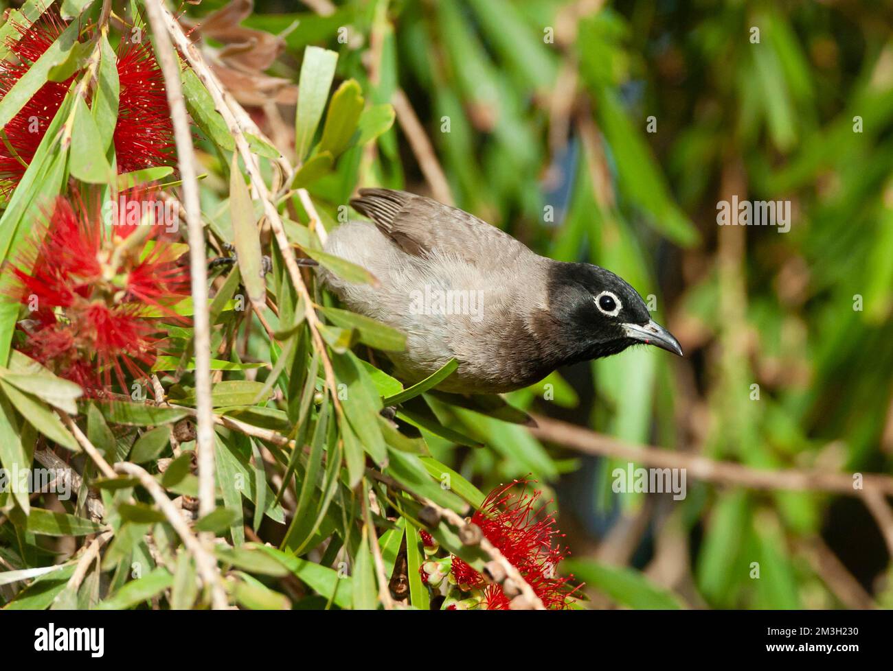 White-spectacled Bulbul (Pycnonotus xanthopy) in Israel Stock Photo - Alamy