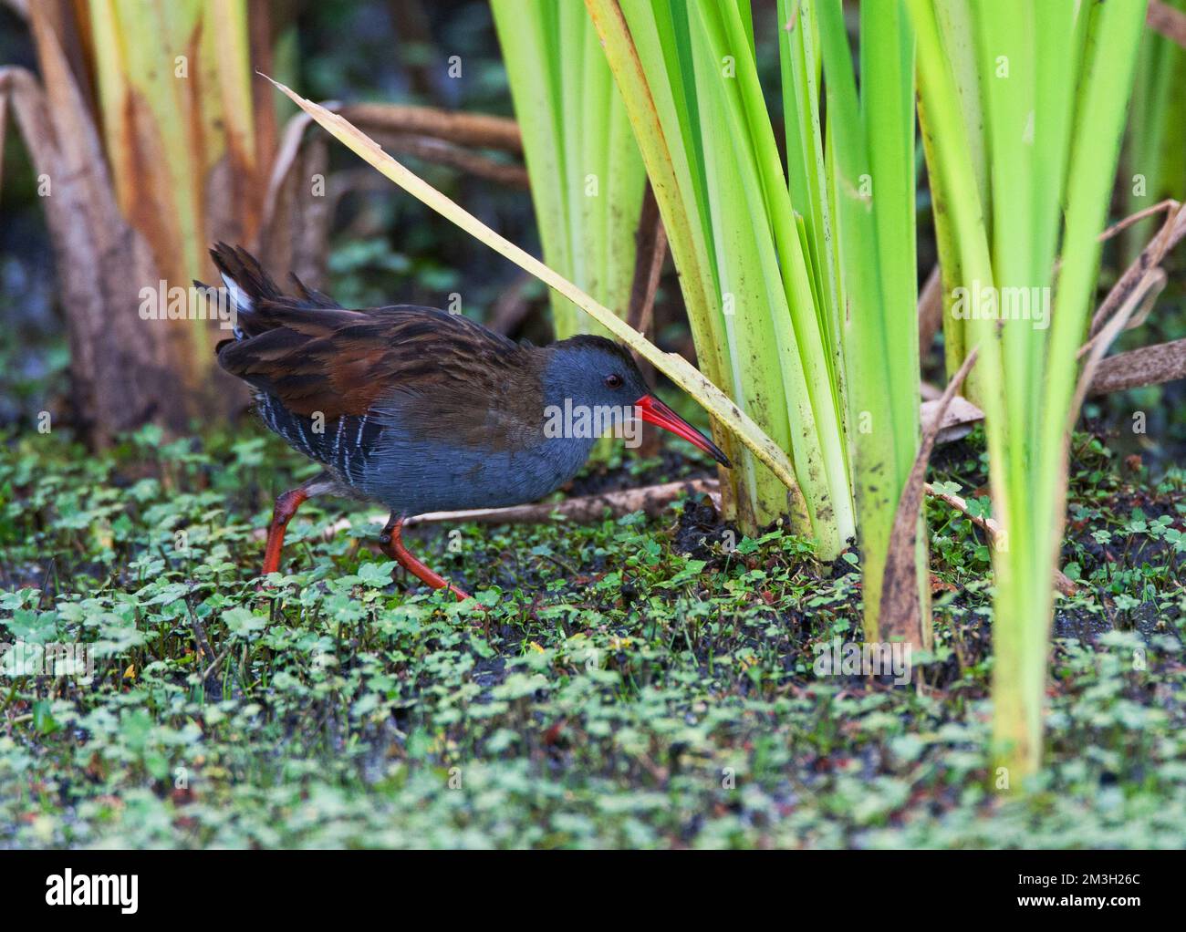 Bogotáwaterral in moerasgebied; Bogota Rail in wetland habitat Stock ...