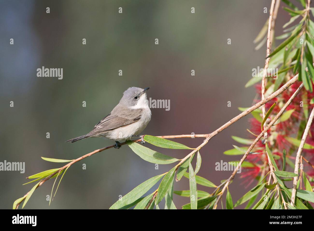 Lesser Whitethroat (Sylvia curruca) resting in Ofira Park, Eilat during ...