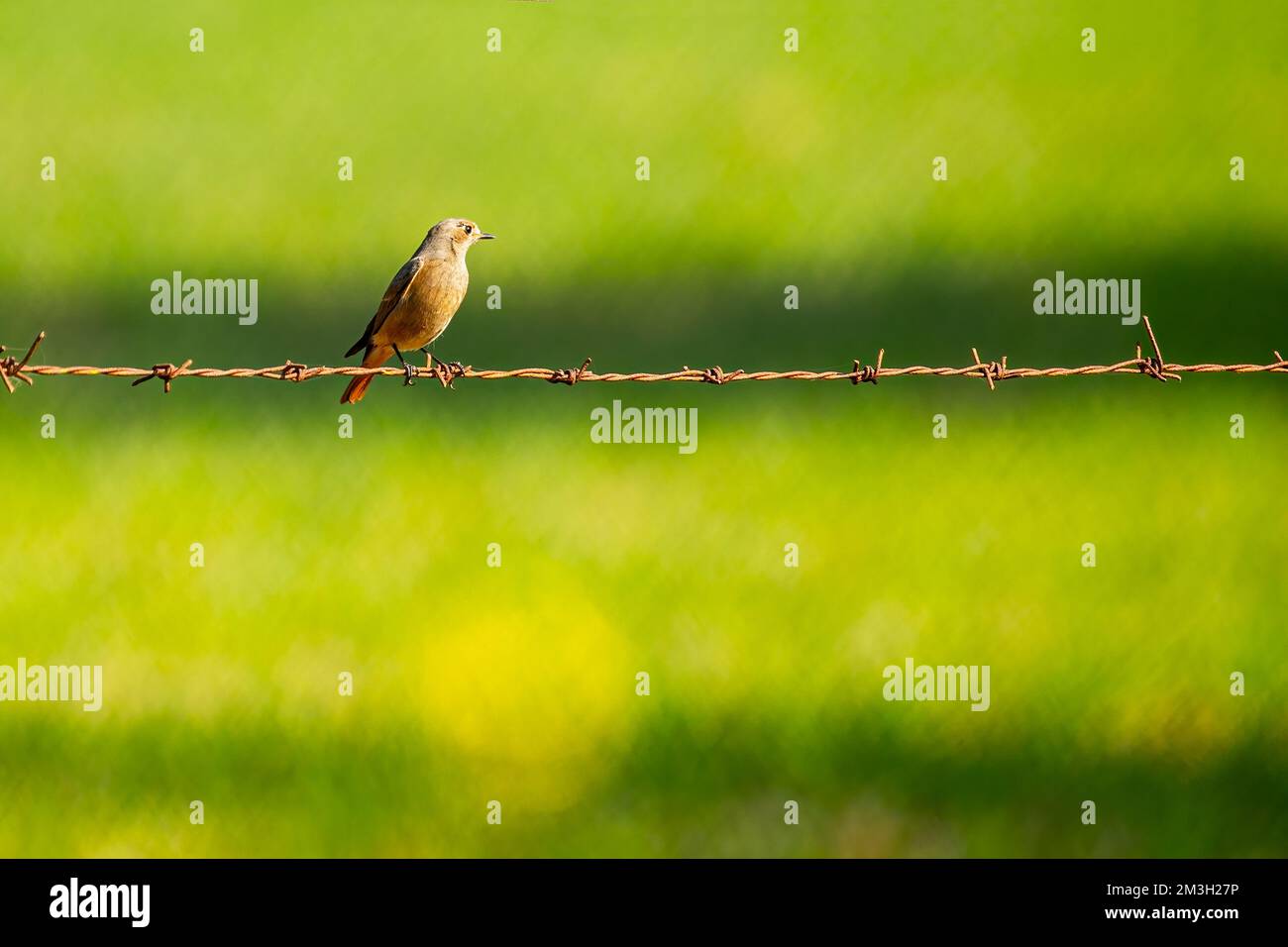 Common rock chat hi-res stock photography and images - Alamy