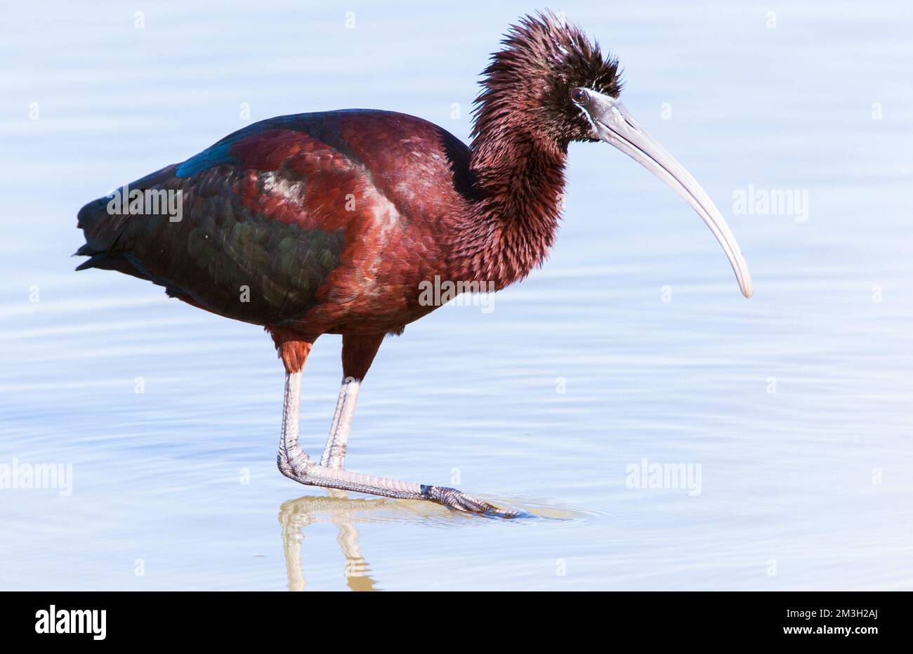Adult Glossy Ibis (Plegadis falcinellus) on the Greek island of Lesvos ...