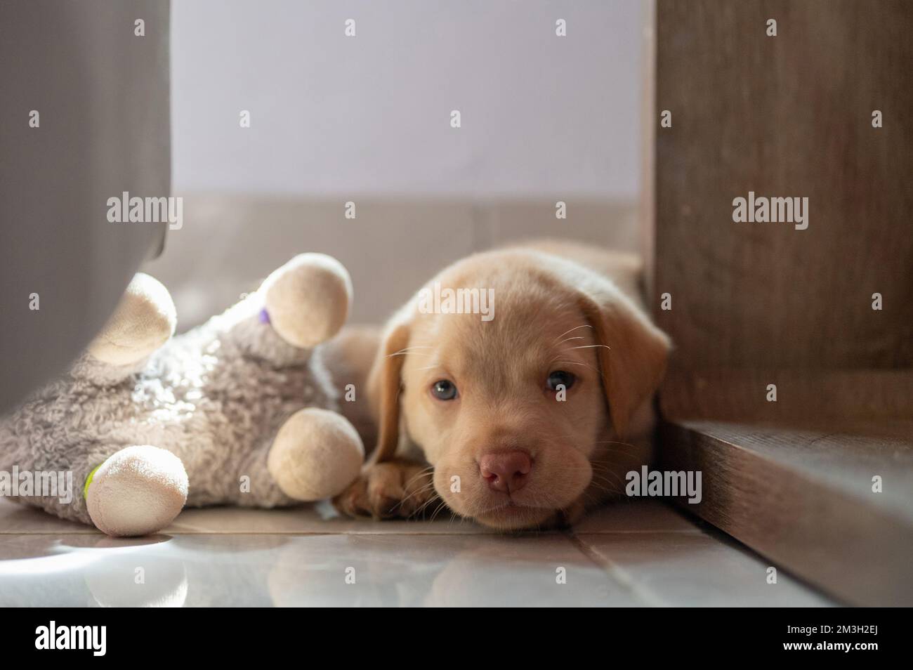 Tired labrador cub with soft toy laying on floor Stock Photo - Alamy