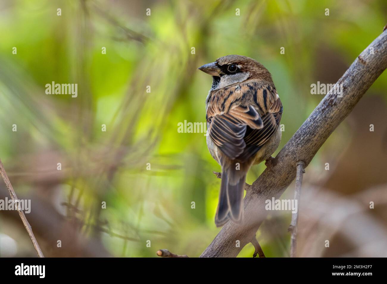 House sparrow, Passer domesticus, Morocco Stock Photo - Alamy