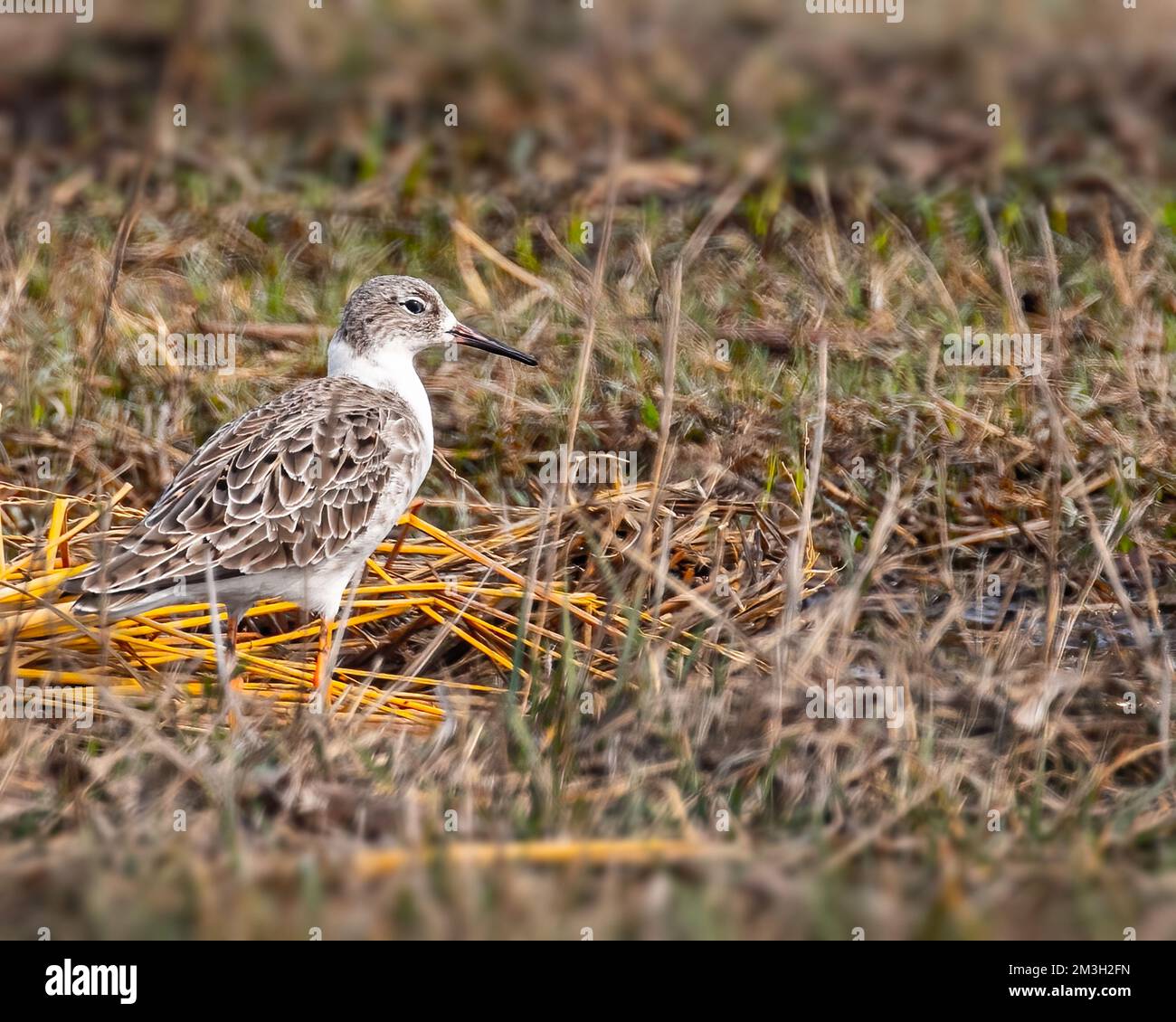 Ruff in mating plumage hi-res stock photography and images - Alamy
