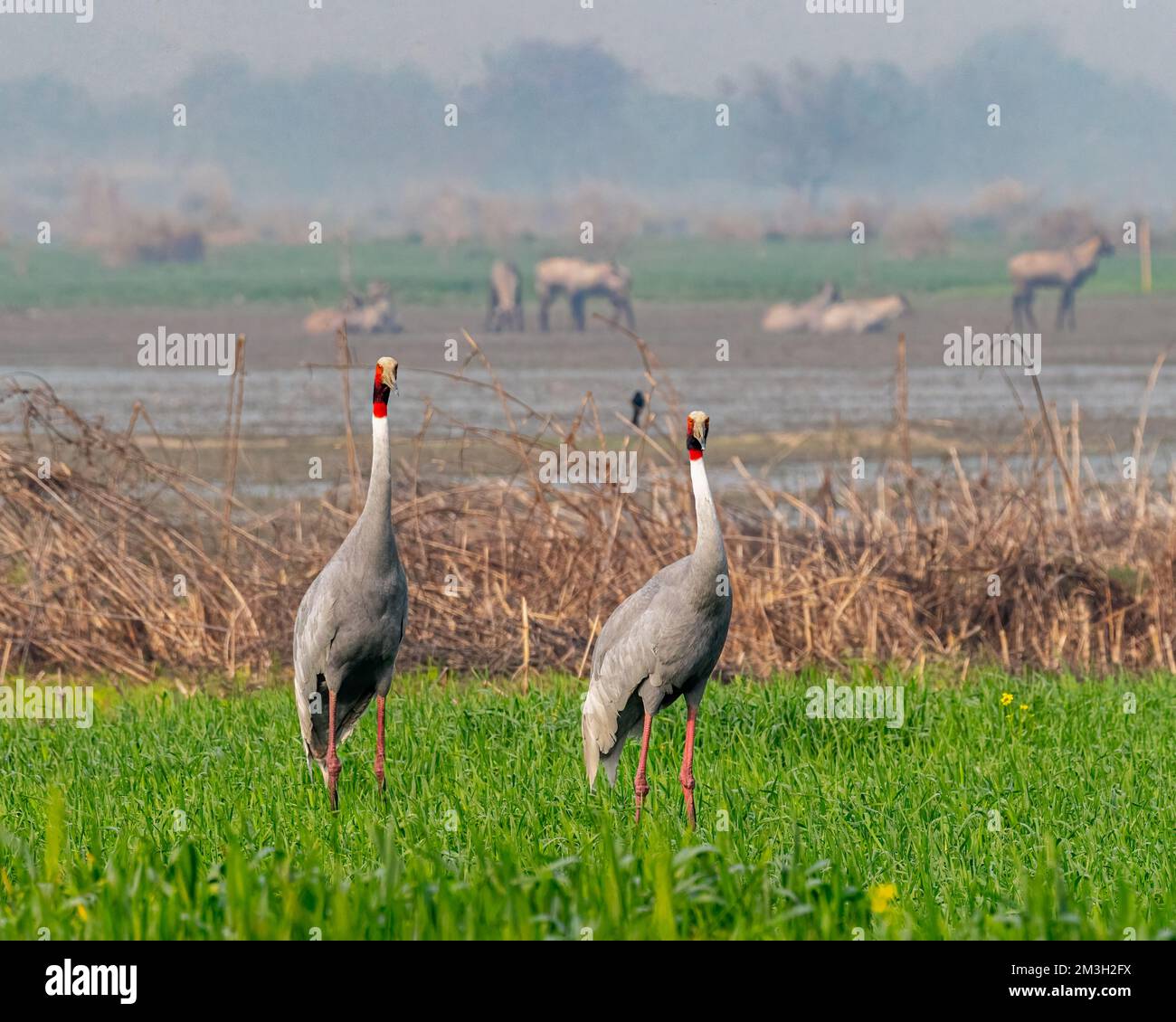 Camera crane wilderness hi-res stock photography and images - Alamy