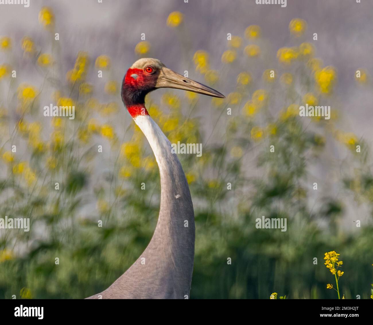 Red crowned crane young bird hi-res stock photography and images - Alamy
