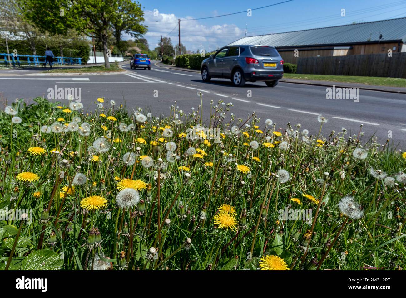 Dandelions; Taraxacum officinale; Roadside Verge; Dawlish; Devon; UK ...