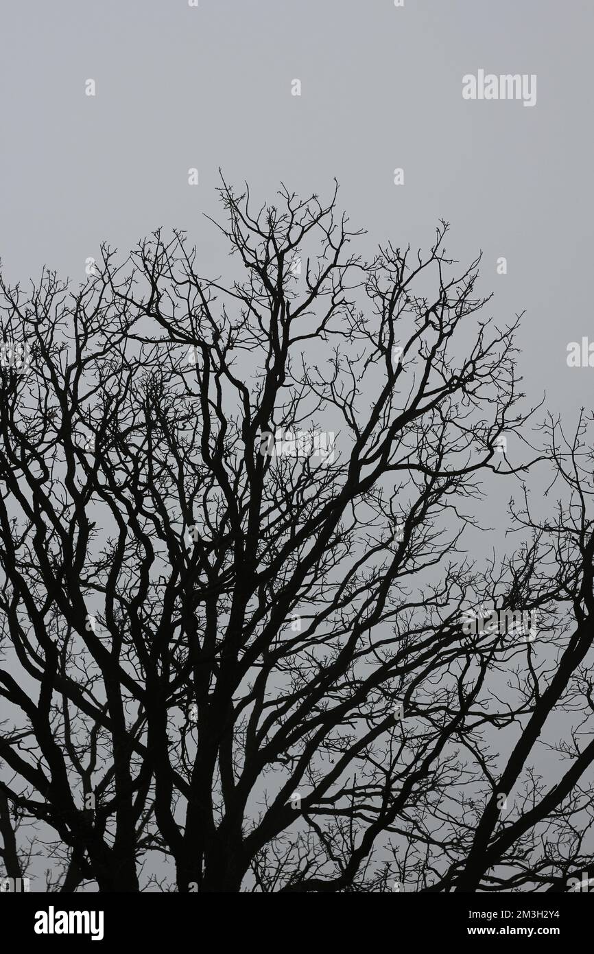 Stark silhouettes of barren trees in the misty autumn morning Stock ...