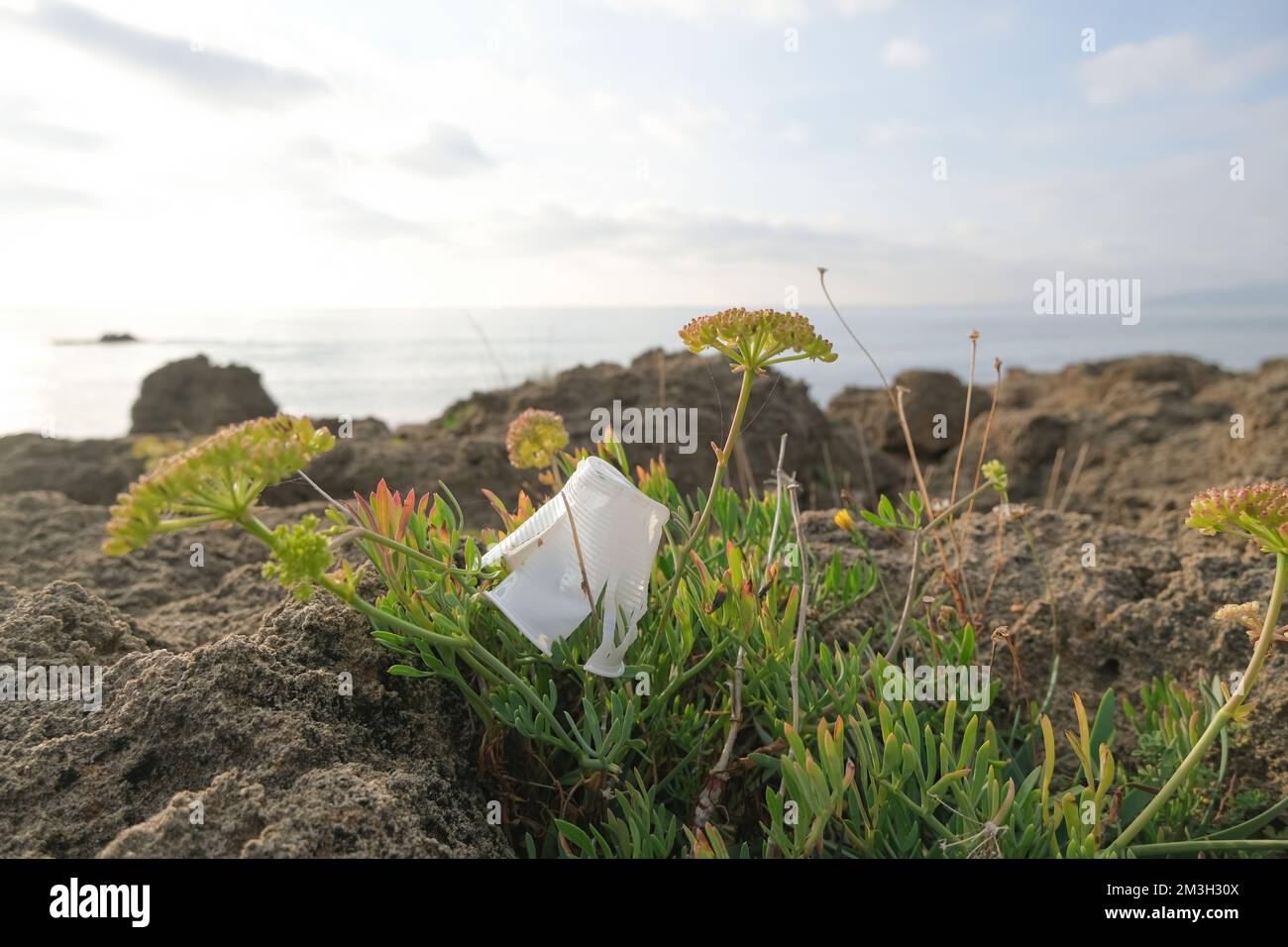 Plastic cup discarded on sea fennel plants ecosystem, environmental ...