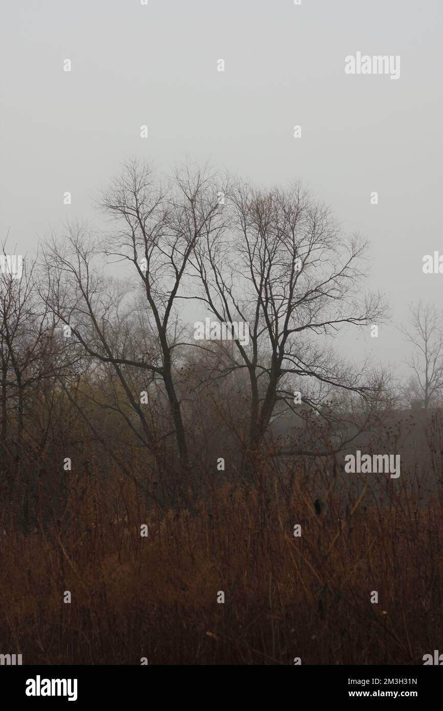 Stark silhouettes of barren trees in the misty autumn morning Stock ...