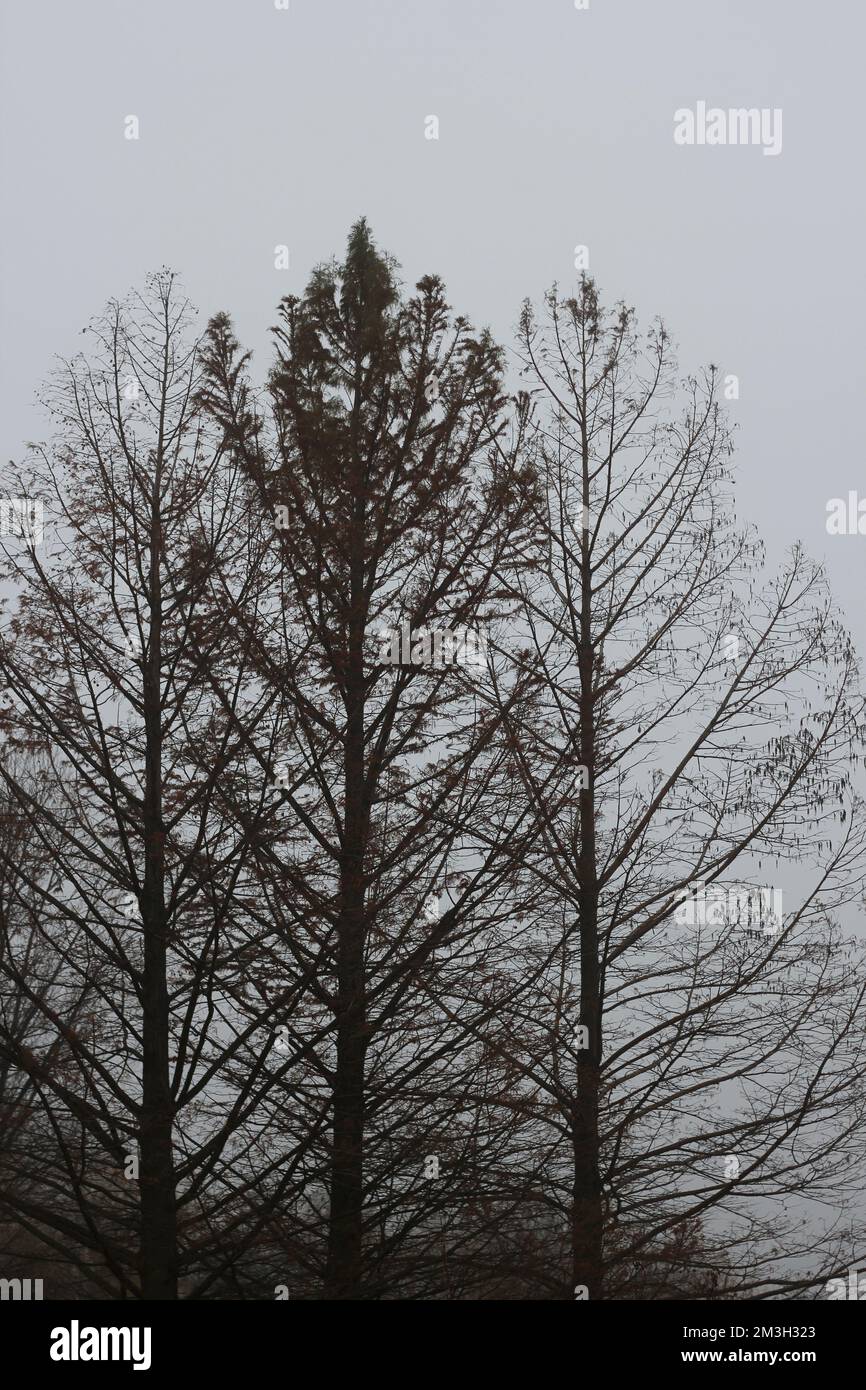 Stark silhouettes of barren trees in the misty autumn morning Stock ...