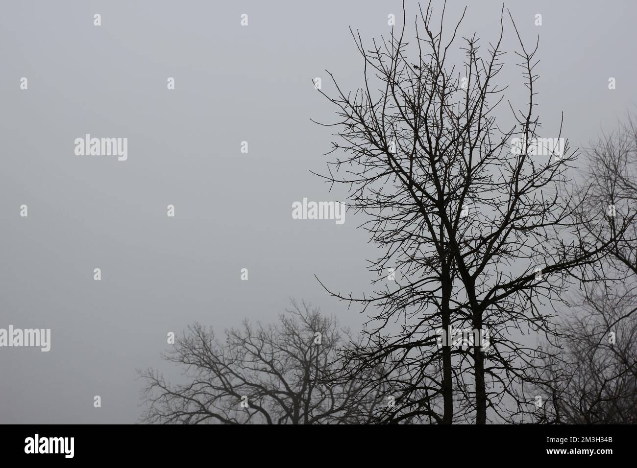 Stark silhouettes of barren trees in the misty autumn morning Stock ...