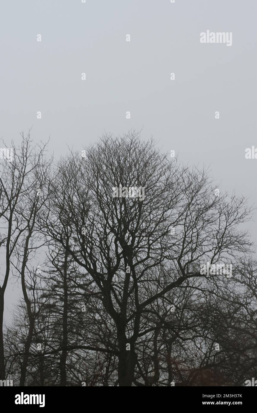 Stark silhouettes of barren trees in the misty autumn morning Stock ...