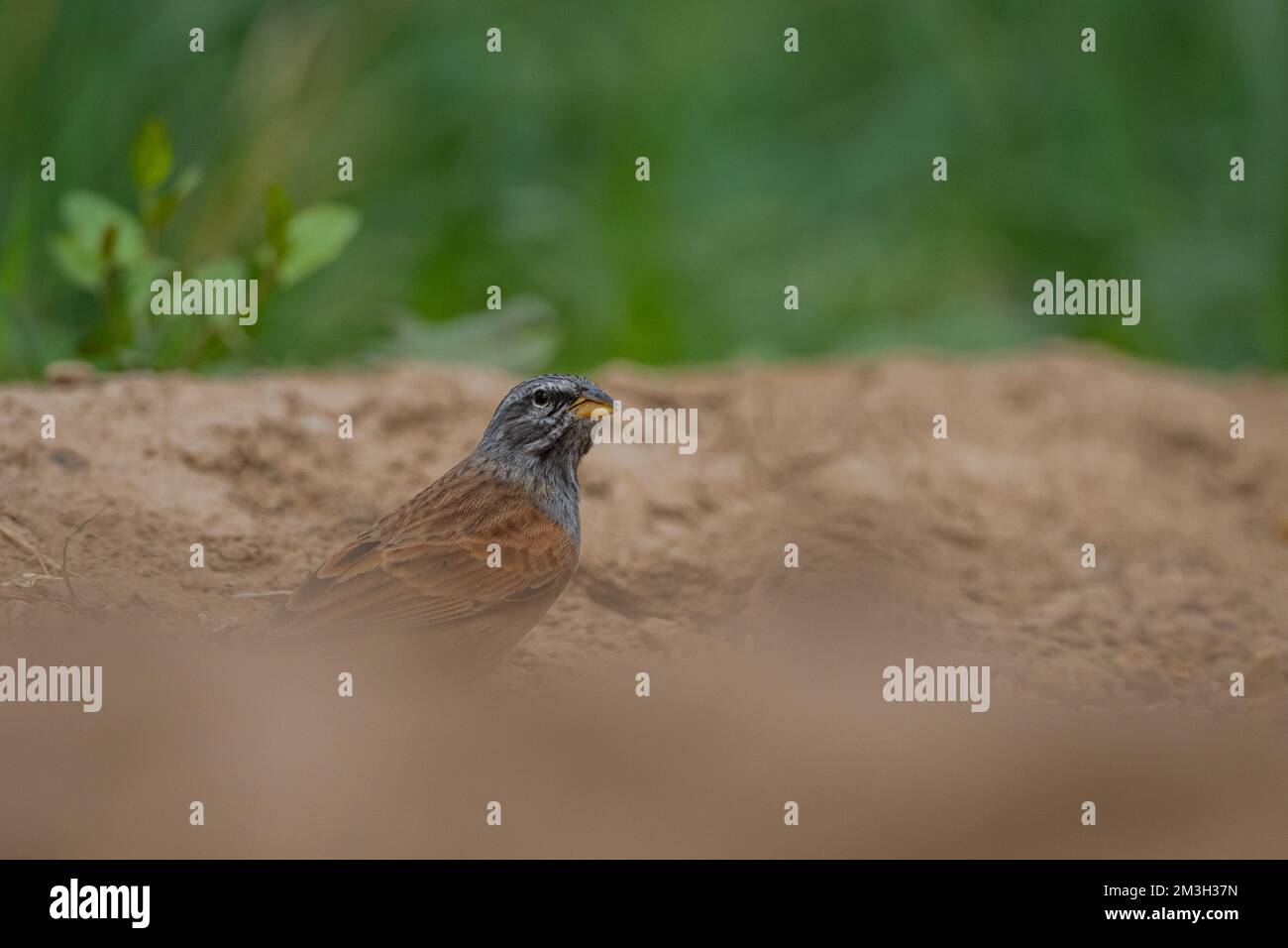 House bunting bird hi-res stock photography and images - Alamy