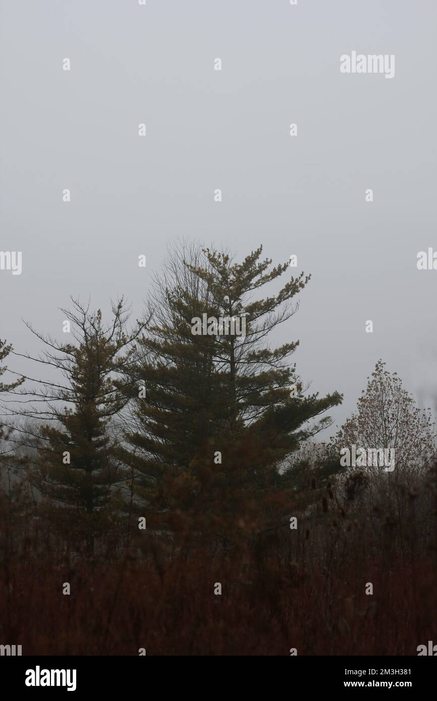Stark silhouettes of barren trees in the misty autumn morning Stock ...