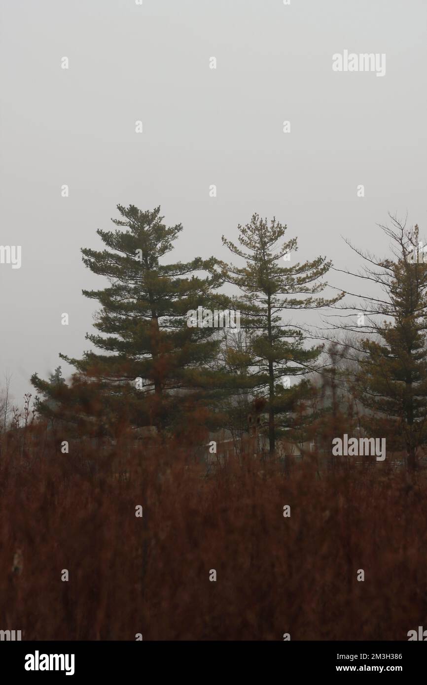 Stark silhouettes of barren trees in the misty autumn morning Stock ...