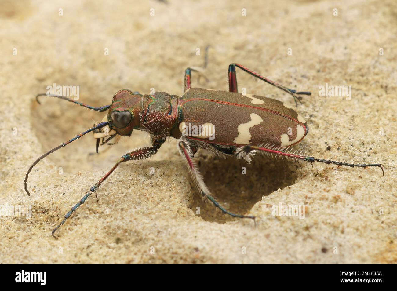 Detailed closeup on the Northern dune tiger beetle, Cicindela hybrida ...
