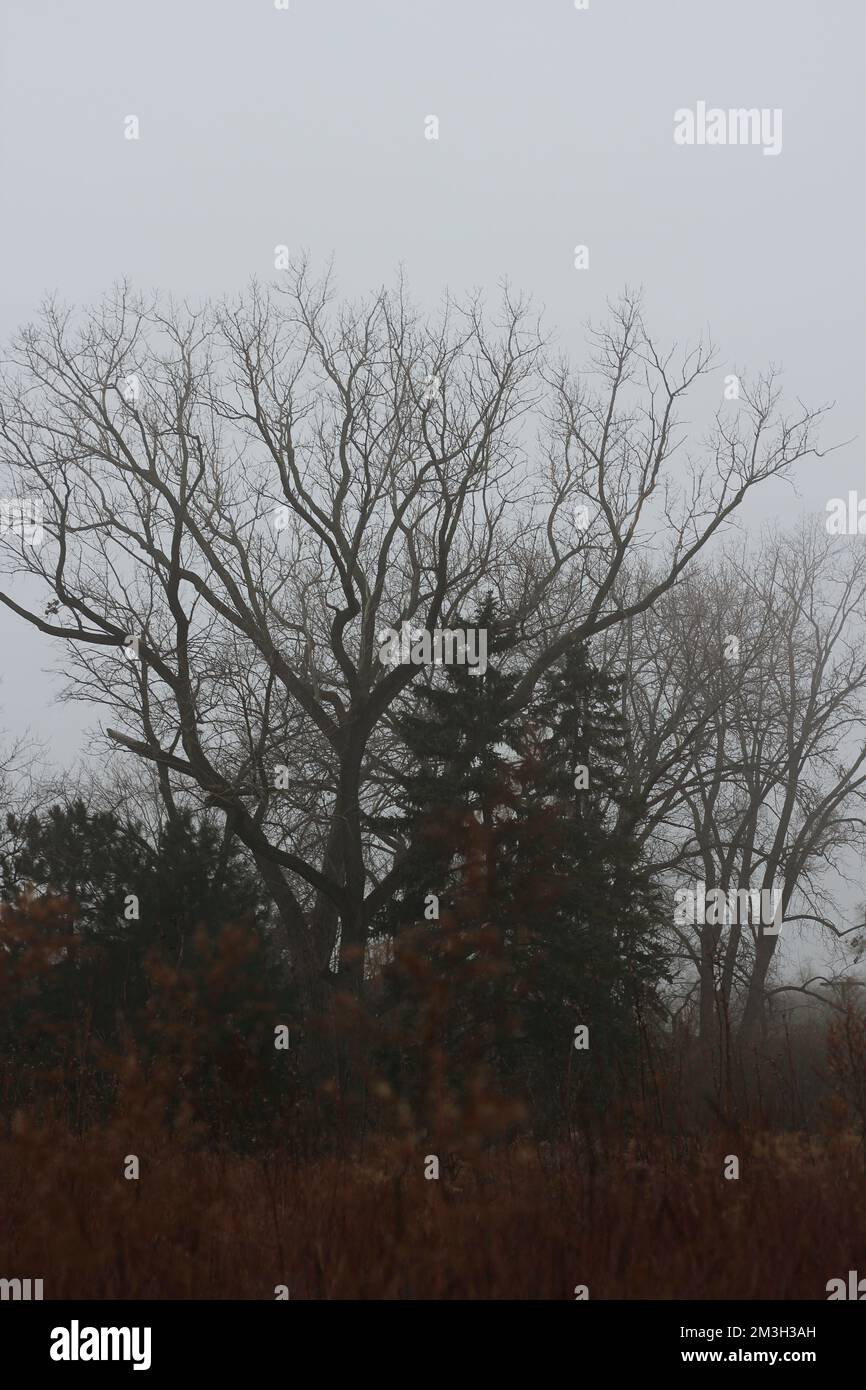 Stark silhouettes of barren trees in the misty autumn morning Stock ...