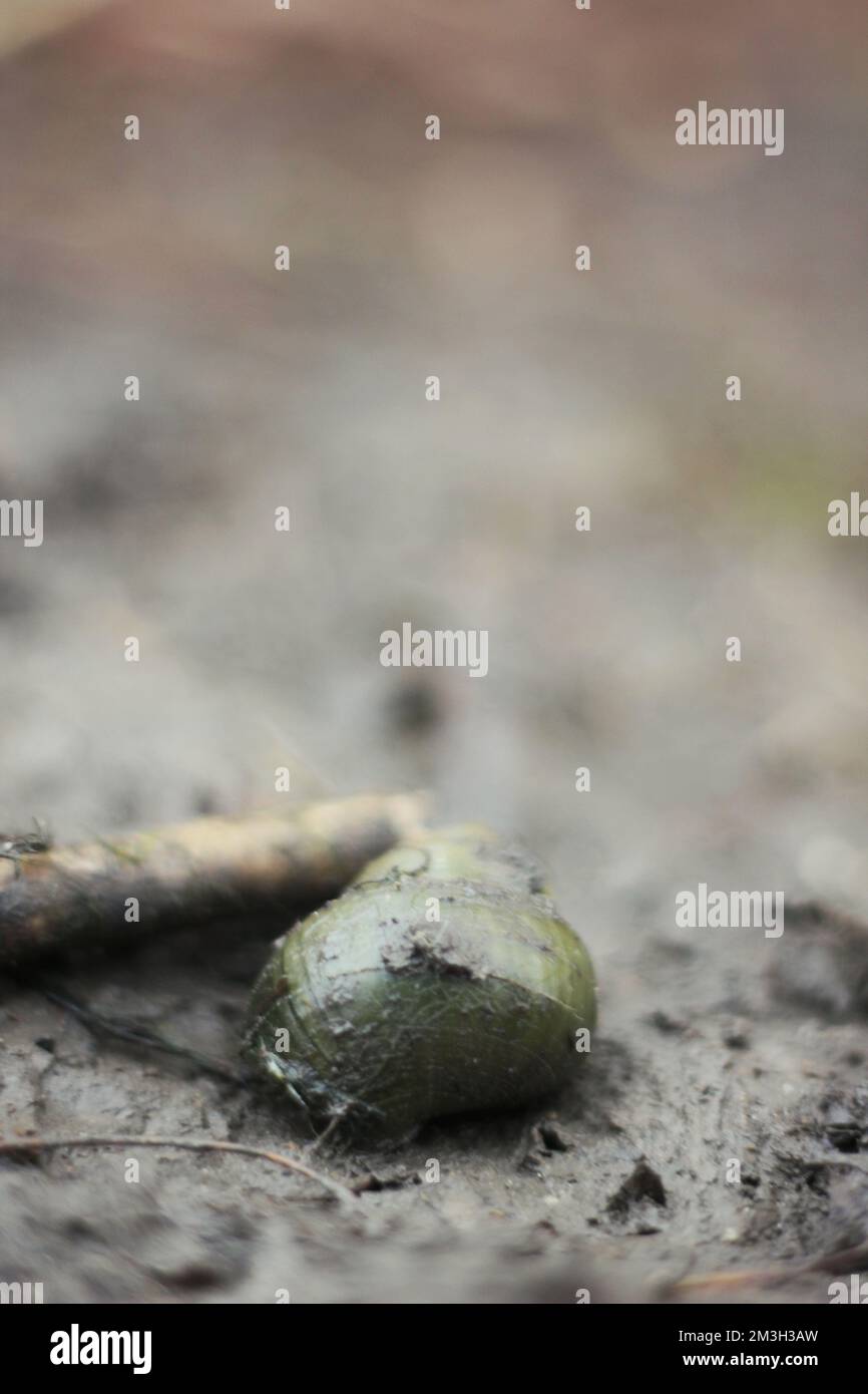 Pond snail aquarium hi-res stock photography and images - Alamy