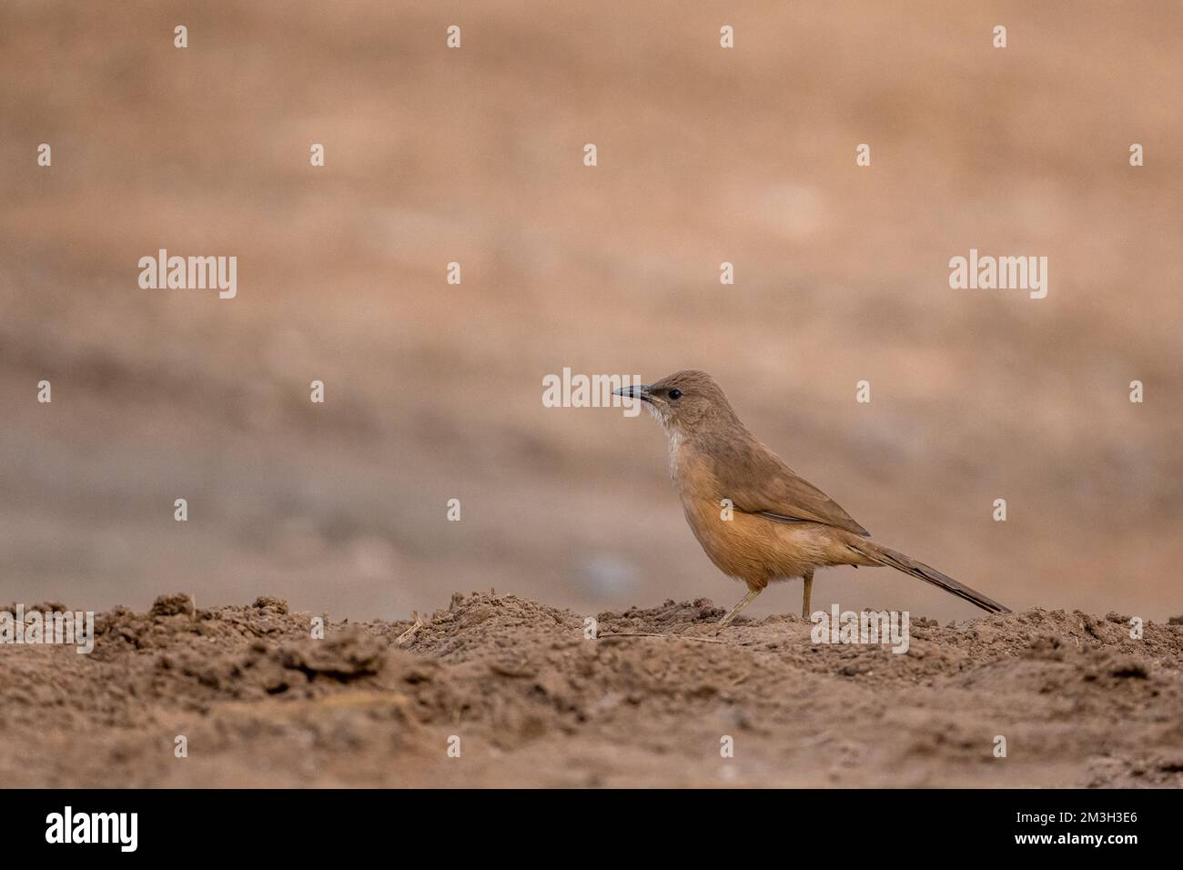 Fulvous Babbler, Fulvous Chatterer, Argya fulva, Turdoides fulva ...