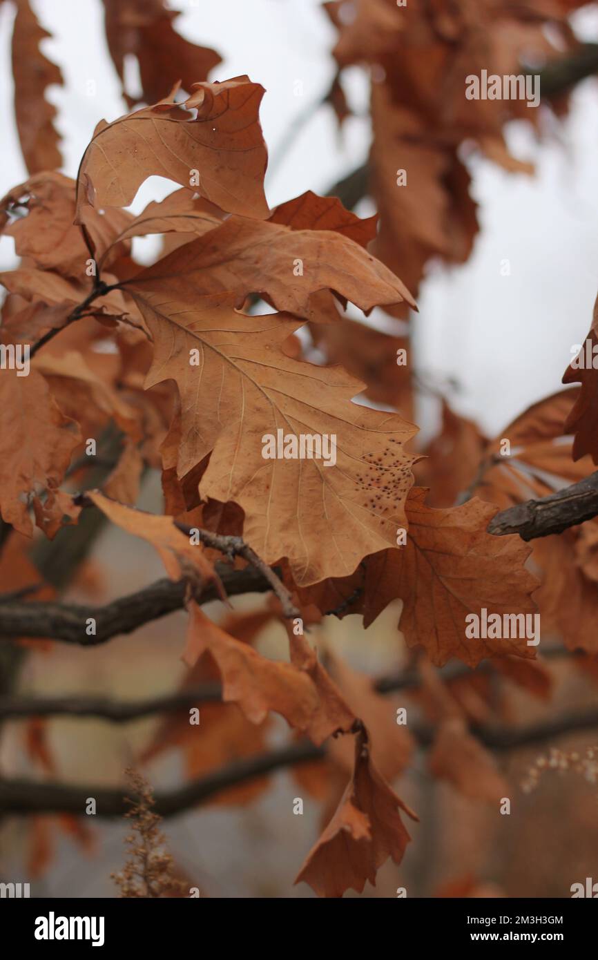 Bright red dry oak tree leaves growing on the tree Stock Photo - Alamy