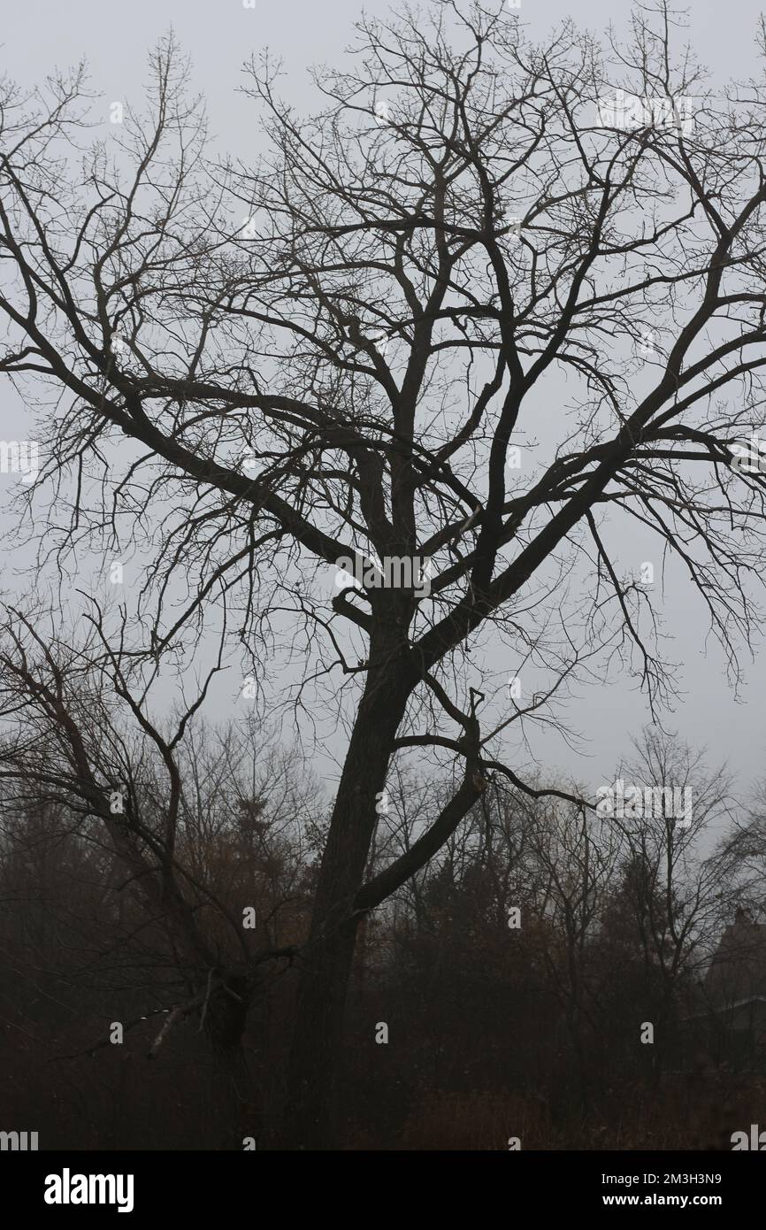 Stark silhouettes of barren trees in the misty autumn morning Stock ...