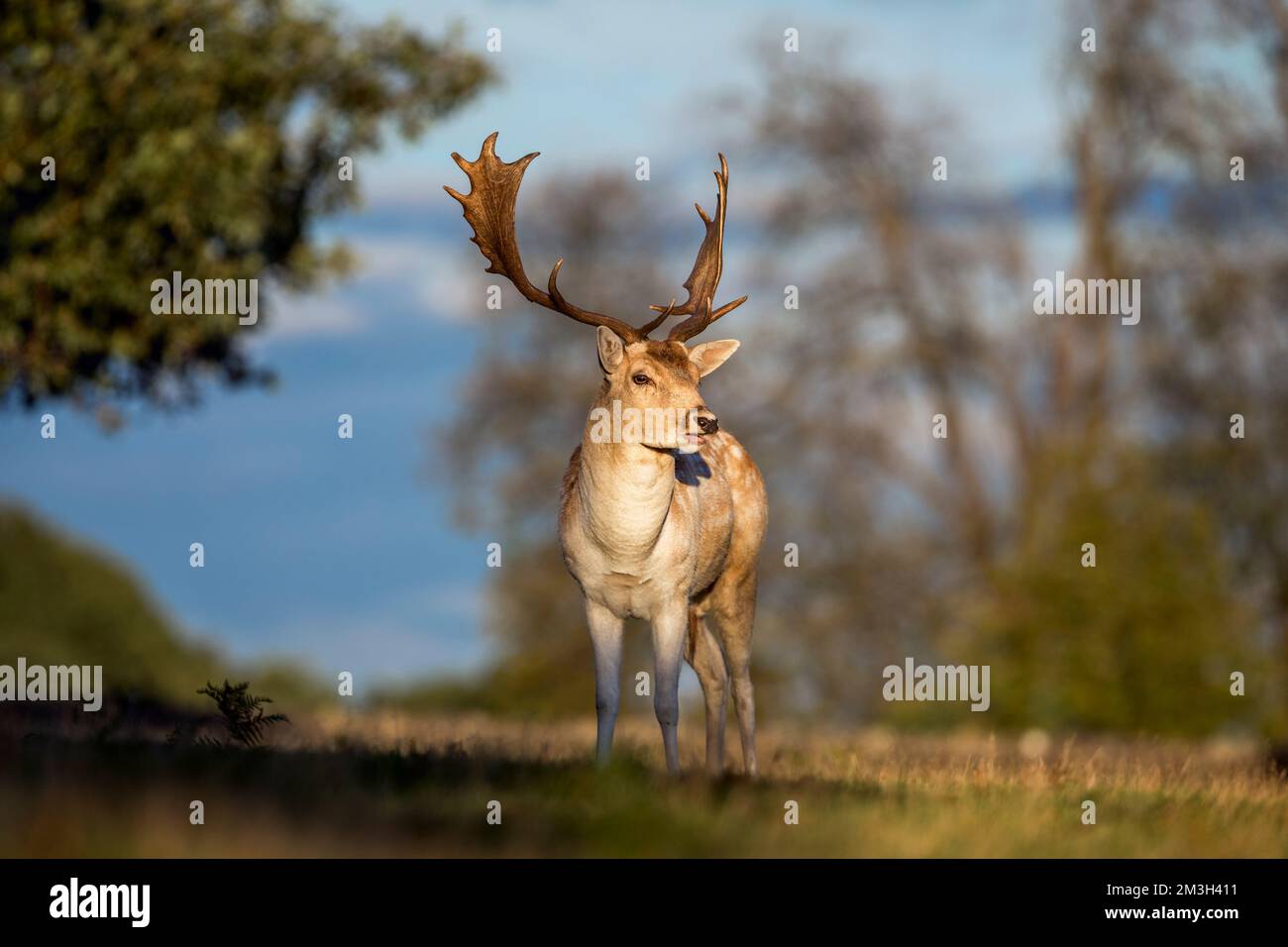 Fallow Deer; Dama dama; Buck; UK Stock Photo - Alamy
