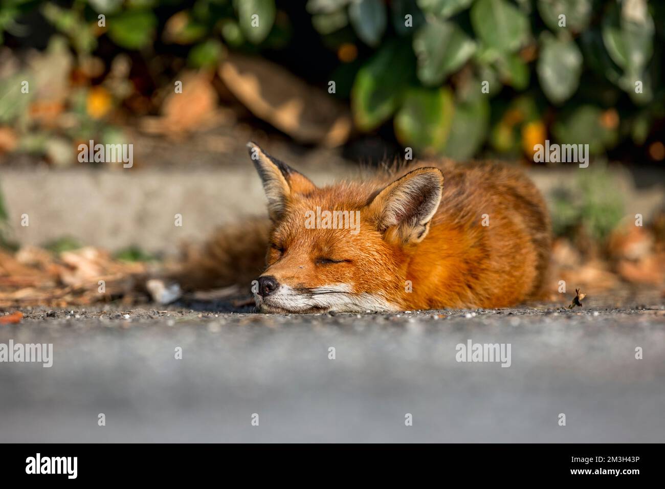 Fox; Vulpes vulpes; Sleeping; UK Stock Photo - Alamy