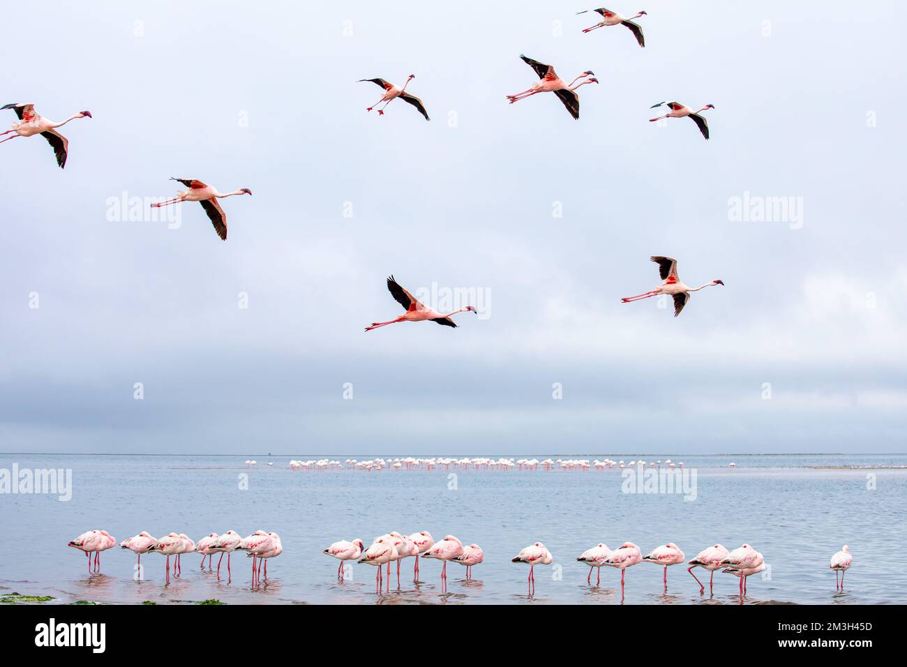 Namibia Flamingos. Group of Pink Flamingos Birds near Walvis Bay, the ...