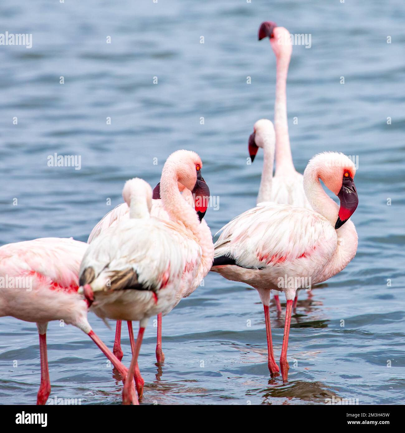 Namibia Flamingos. Group of Pink Flamingos Birds near Walvis Bay, the ...