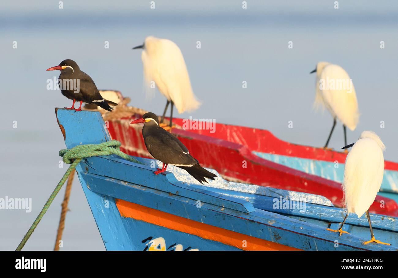 Inca terns (Larosterna inca) and snowy egrets (Egretta thula) perch on ...