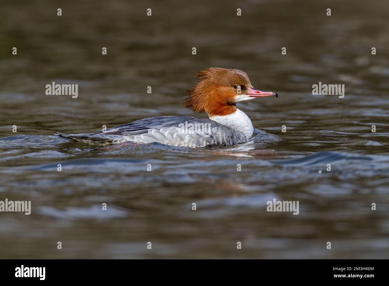 Goosander duck hi-res stock photography and images - Alamy