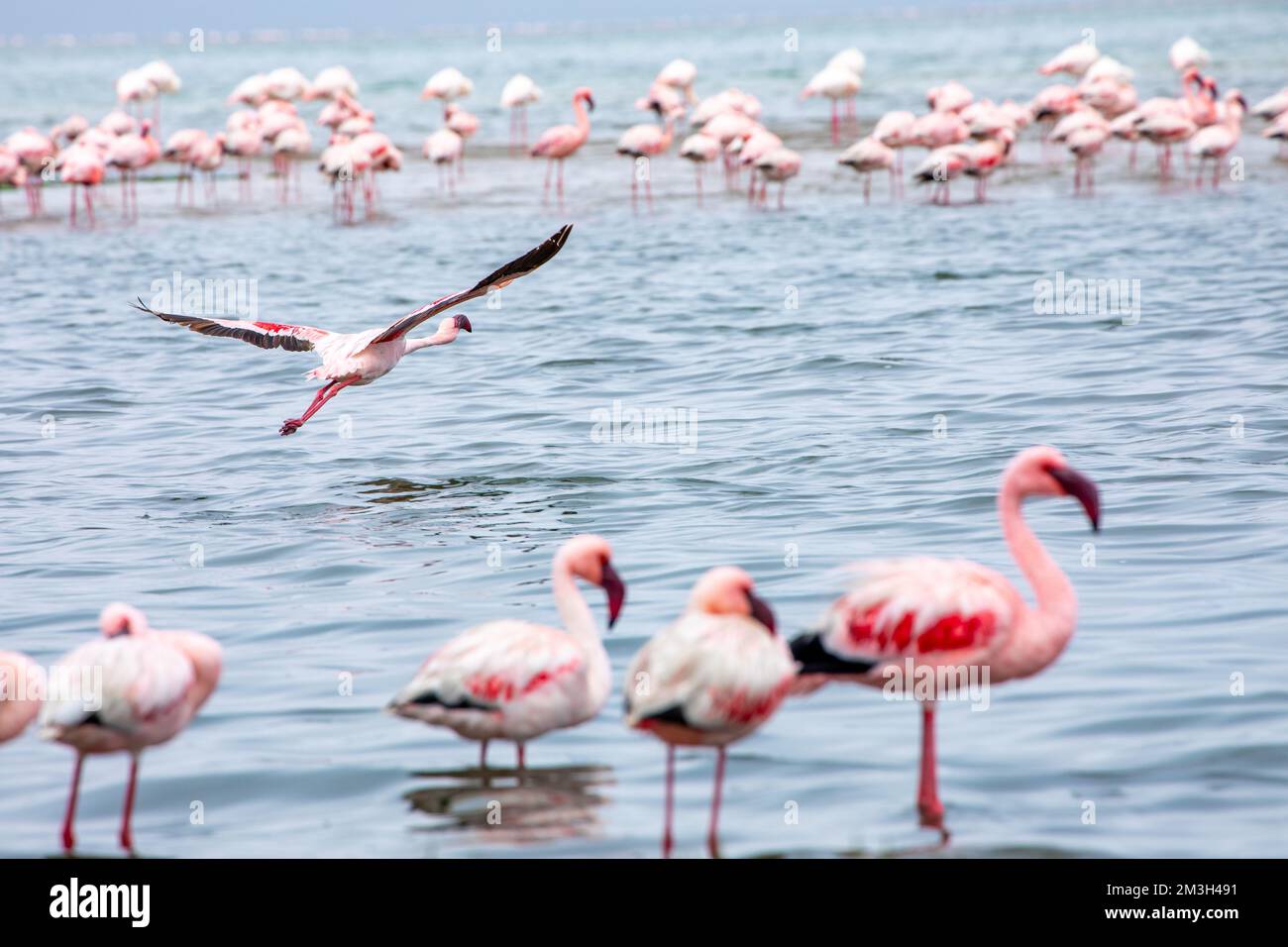 Namibia Flamingos. Group of Pink Flamingos Birds near Walvis Bay, the Atlantic Coast of Namibia ...