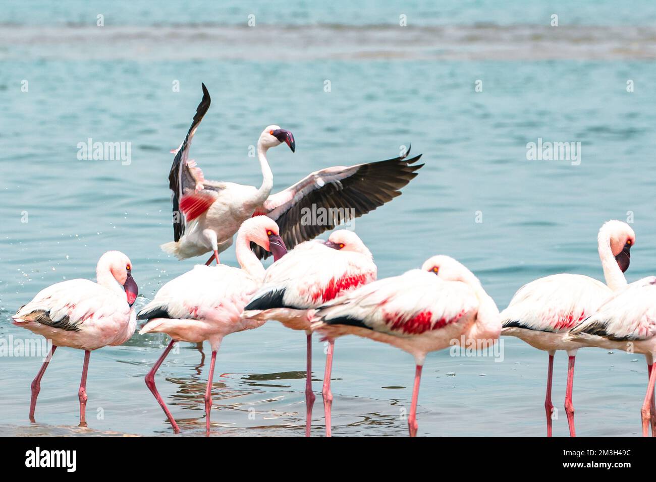 Namibia Flamingos. Group of Pink Flamingos Birds near Walvis Bay, the ...