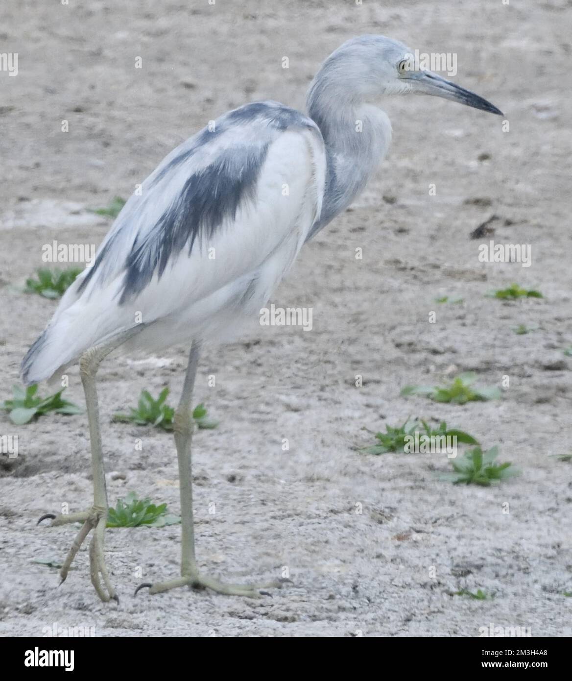 A second-year immature little blue heron (Egretta caerulea) with blue ...