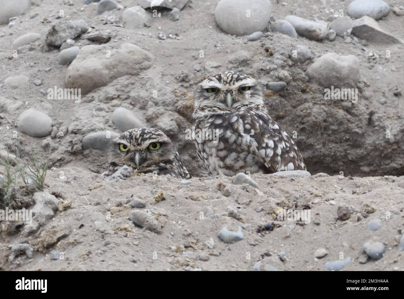 A pair of burrowing owls (Athene cunicularia) survey the world from the ...