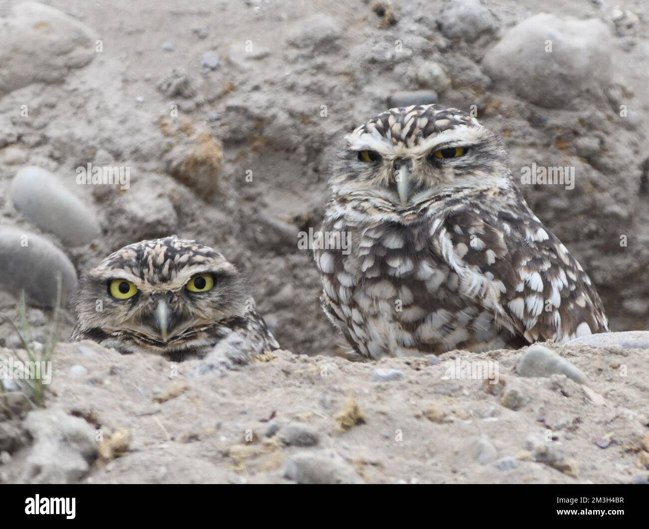 A pair of burrowing owls (Athene cunicularia) survey the world from the ...