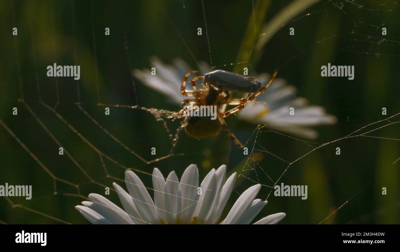 A large thin slimy spider web on the flowers .Creative.A huge yellow ...