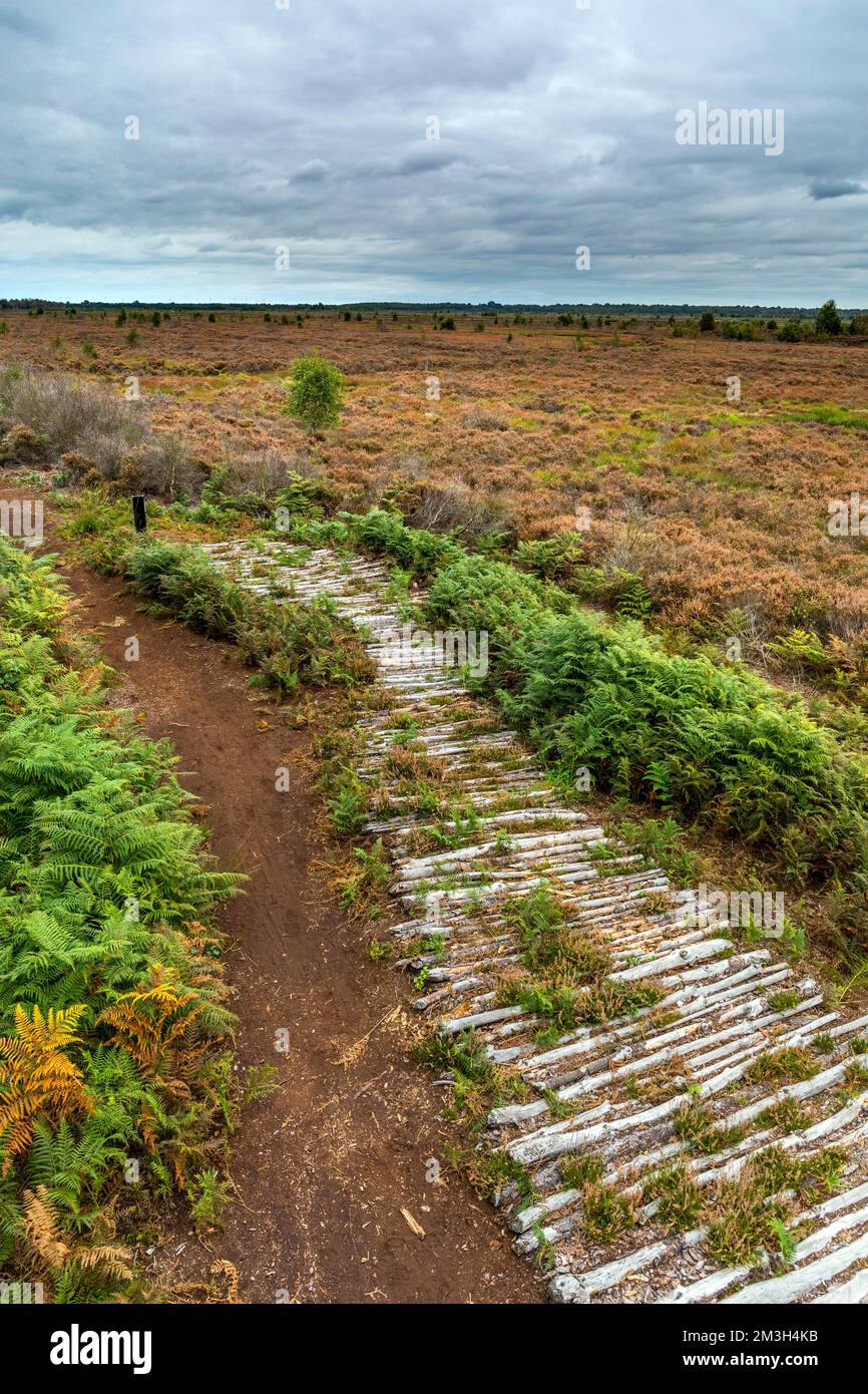 Hatfield Moor; Yorkshire; UK Stock Photo - Alamy